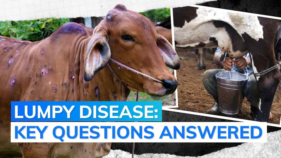 Explained: Is milk of Lumpy disease affected animal safe for human ...