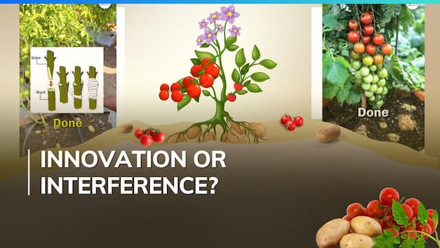 Pomato: Viral video shows a new way to grow potatoes and tomatoes ...